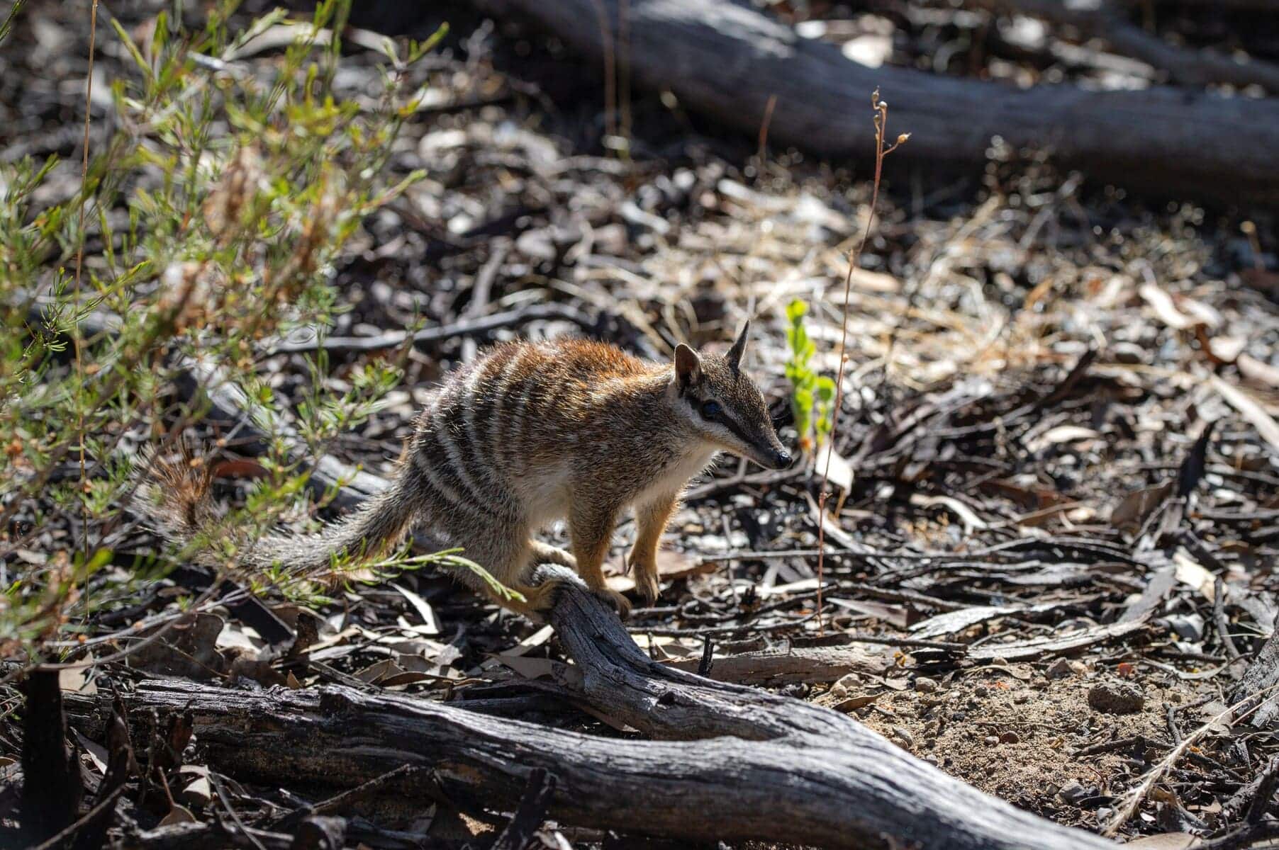 Fauna Impact Assessment Reports | Section 40 Environmental