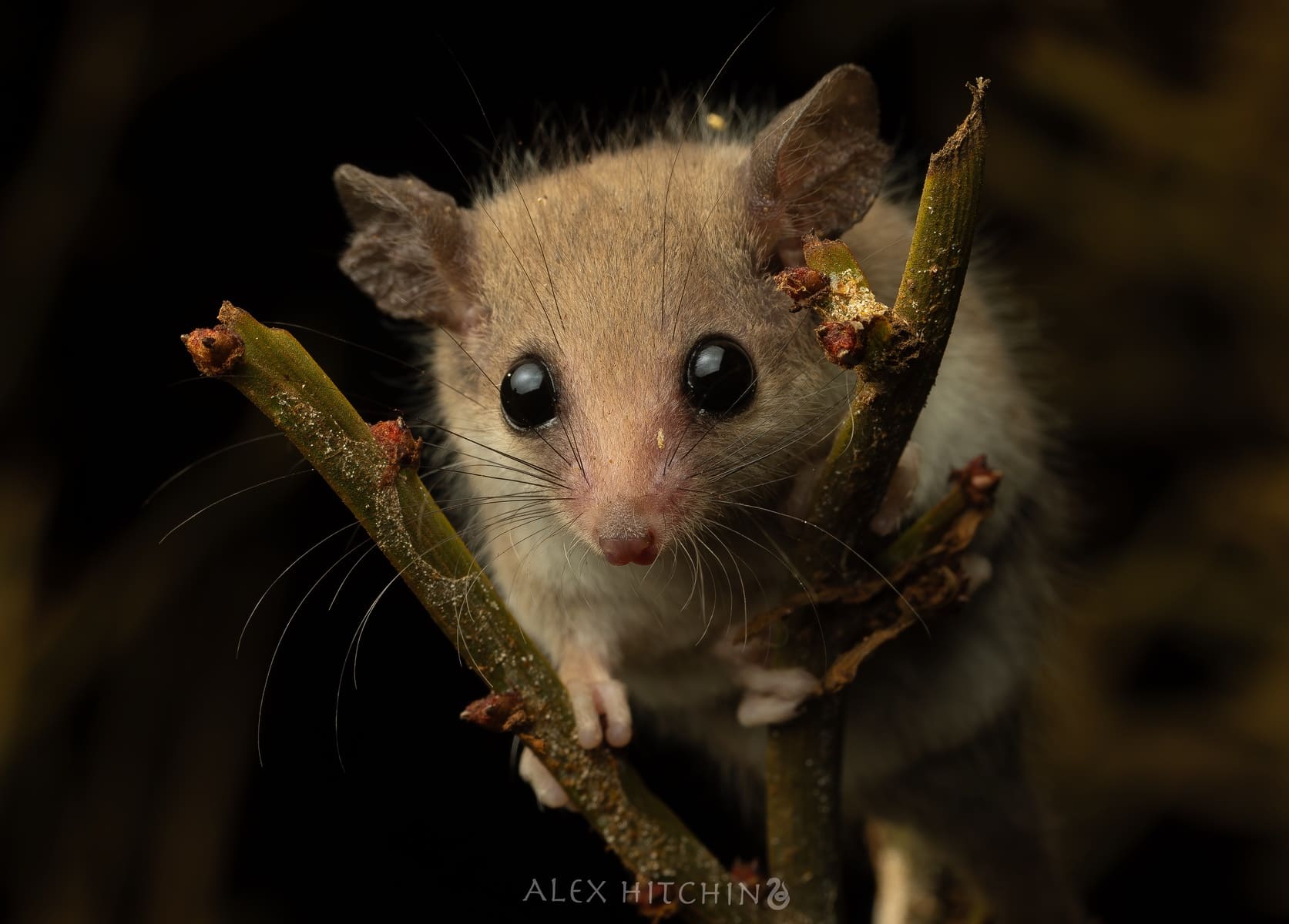 Fauna Impact Assessment Reports | Section 40 Environmental